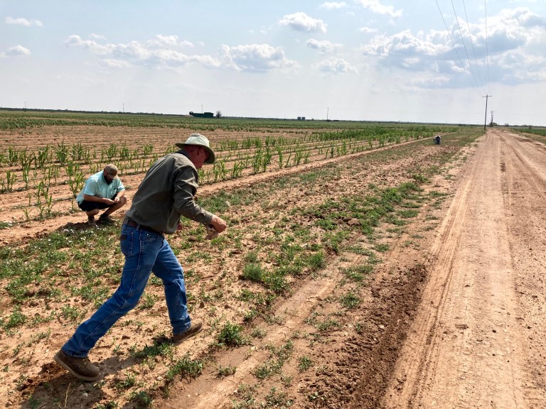 Applying Field Bindweed Gall Mites – Texas A&M AgriLife Organic