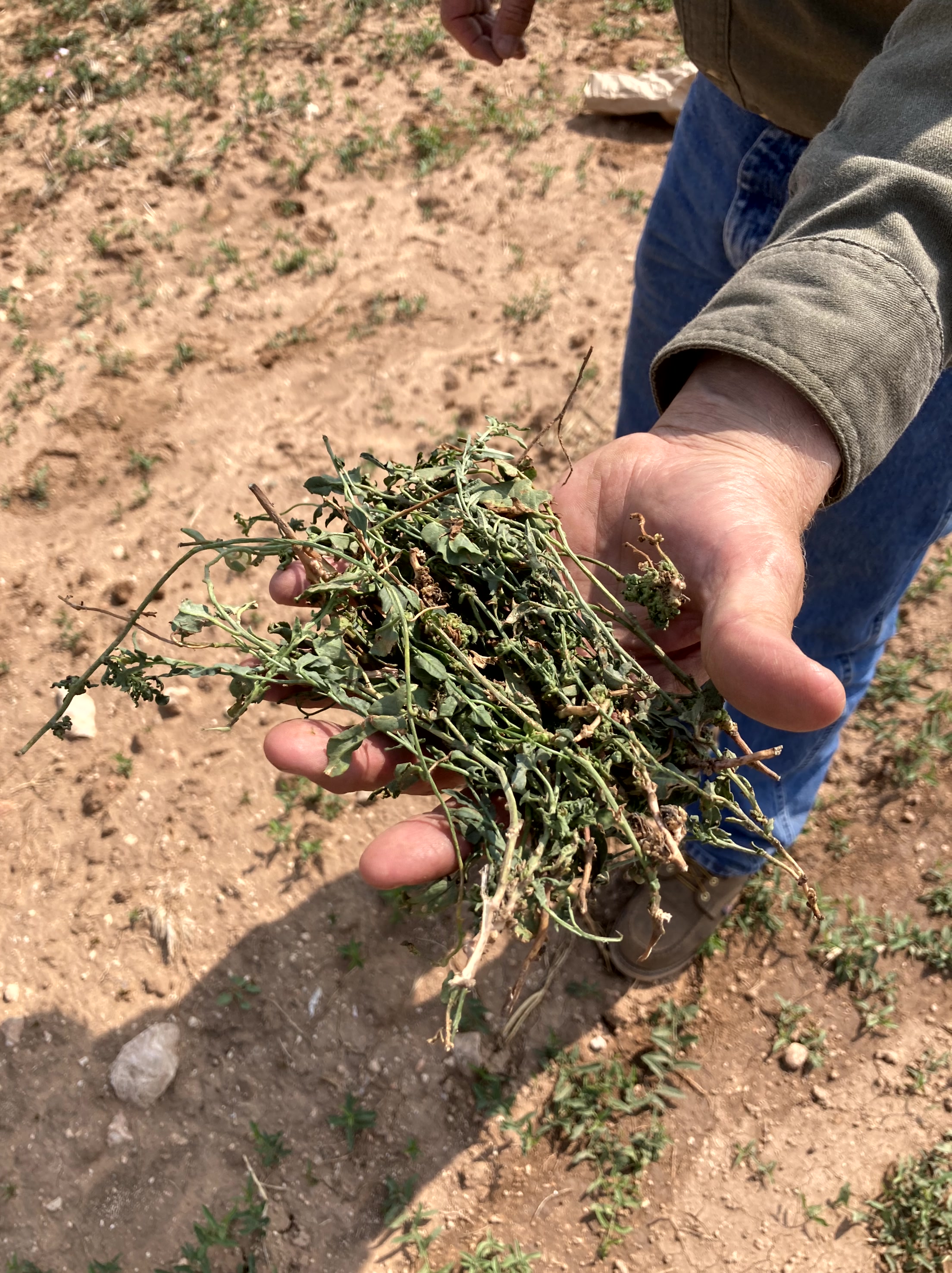 Applying Field Bindweed Gall Mites – Texas A&M AgriLife Organic