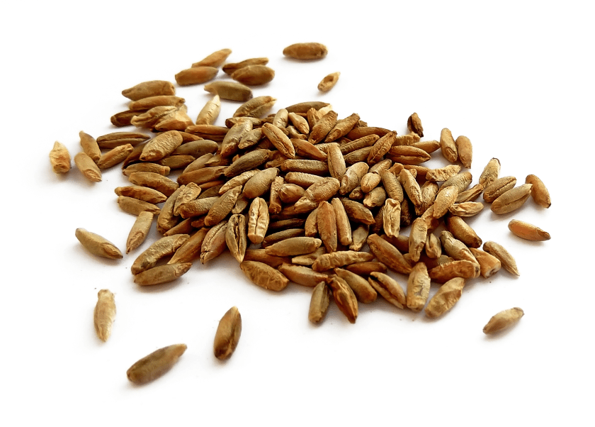 Organic Rye Resources – Texas A&M AgriLife Organic