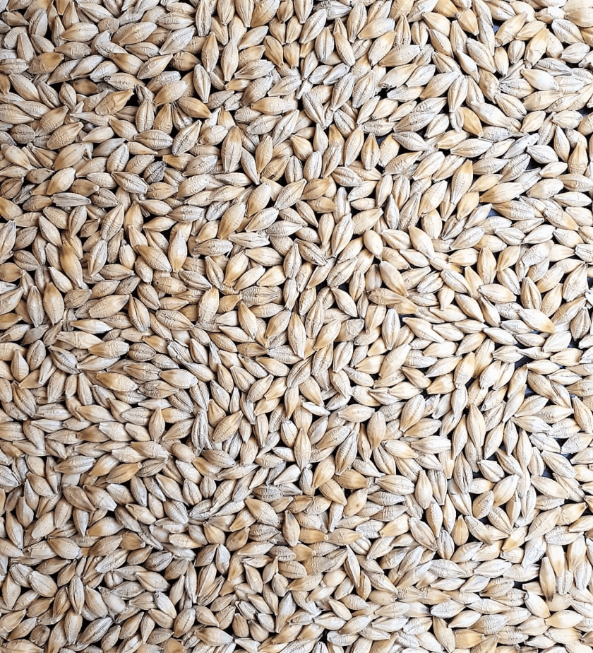 Organic Barley Resources – Texas A&M AgriLife Organic