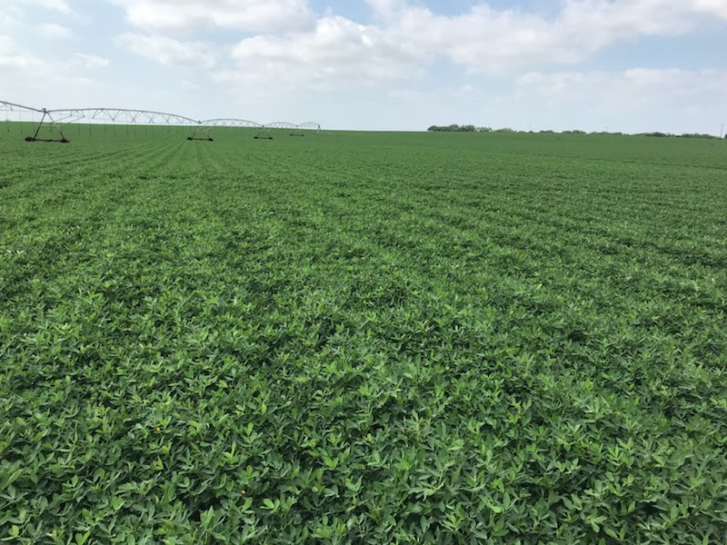 Who Grows Organic Peanuts in the World – Texas A&M AgriLife Organic