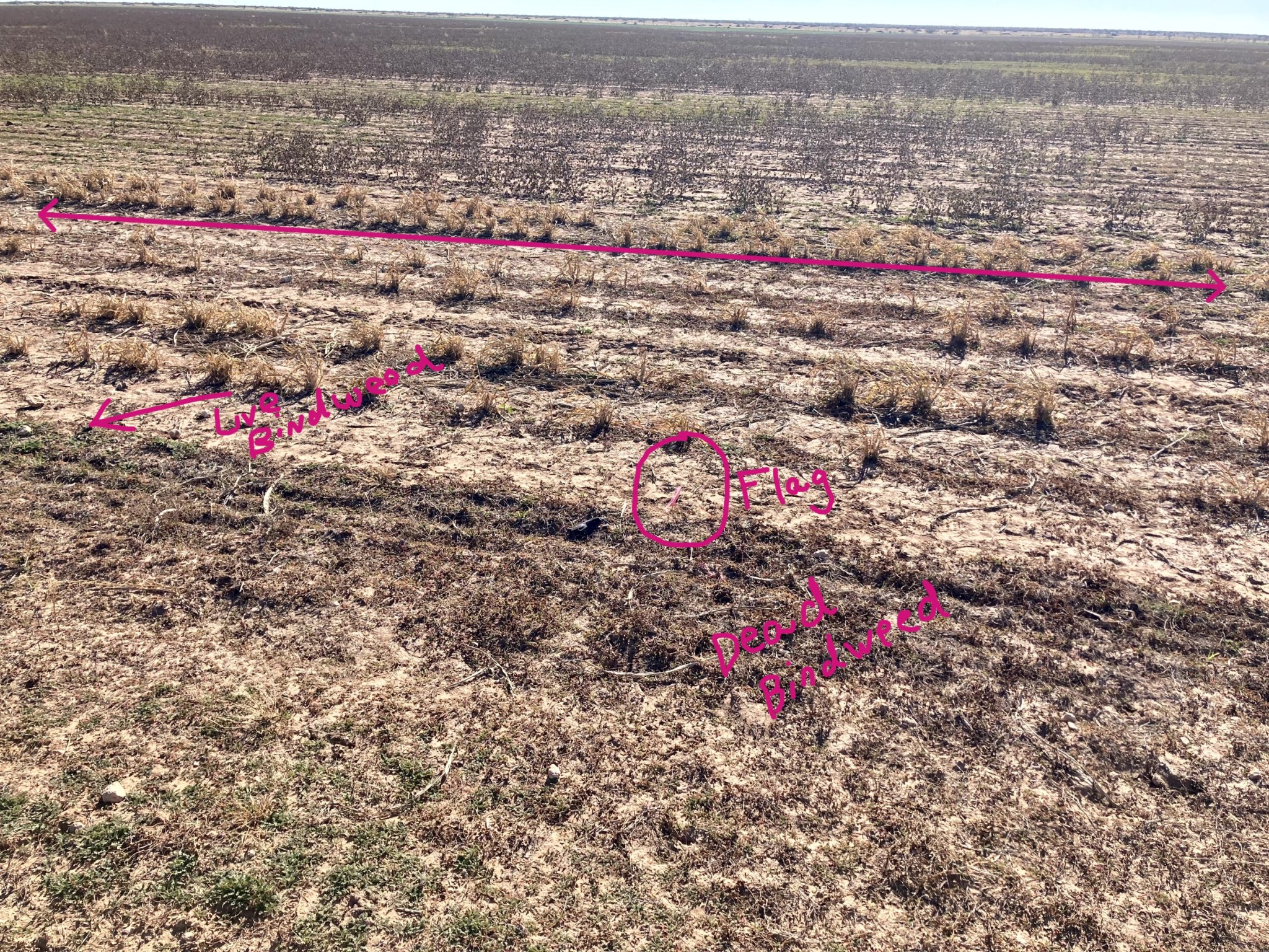 Update to “Applying Field Bindweed Gall Mites” – Texas A&M AgriLife Organic