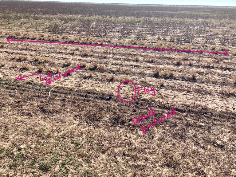 Update to “Applying Field Bindweed Gall Mites” – Texas A&M AgriLife Organic