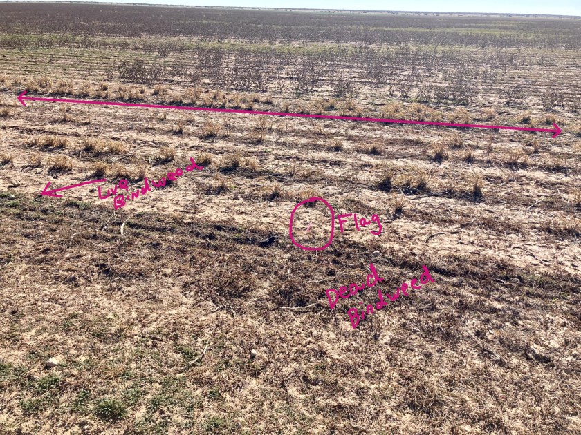 Update to “Applying Field Bindweed Gall Mites” – Texas A&M AgriLife Organic
