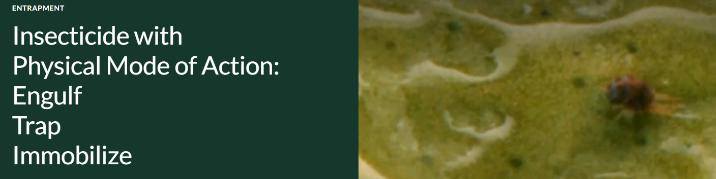 Some New Organic Projects and Products – Texas A&M AgriLife Organic