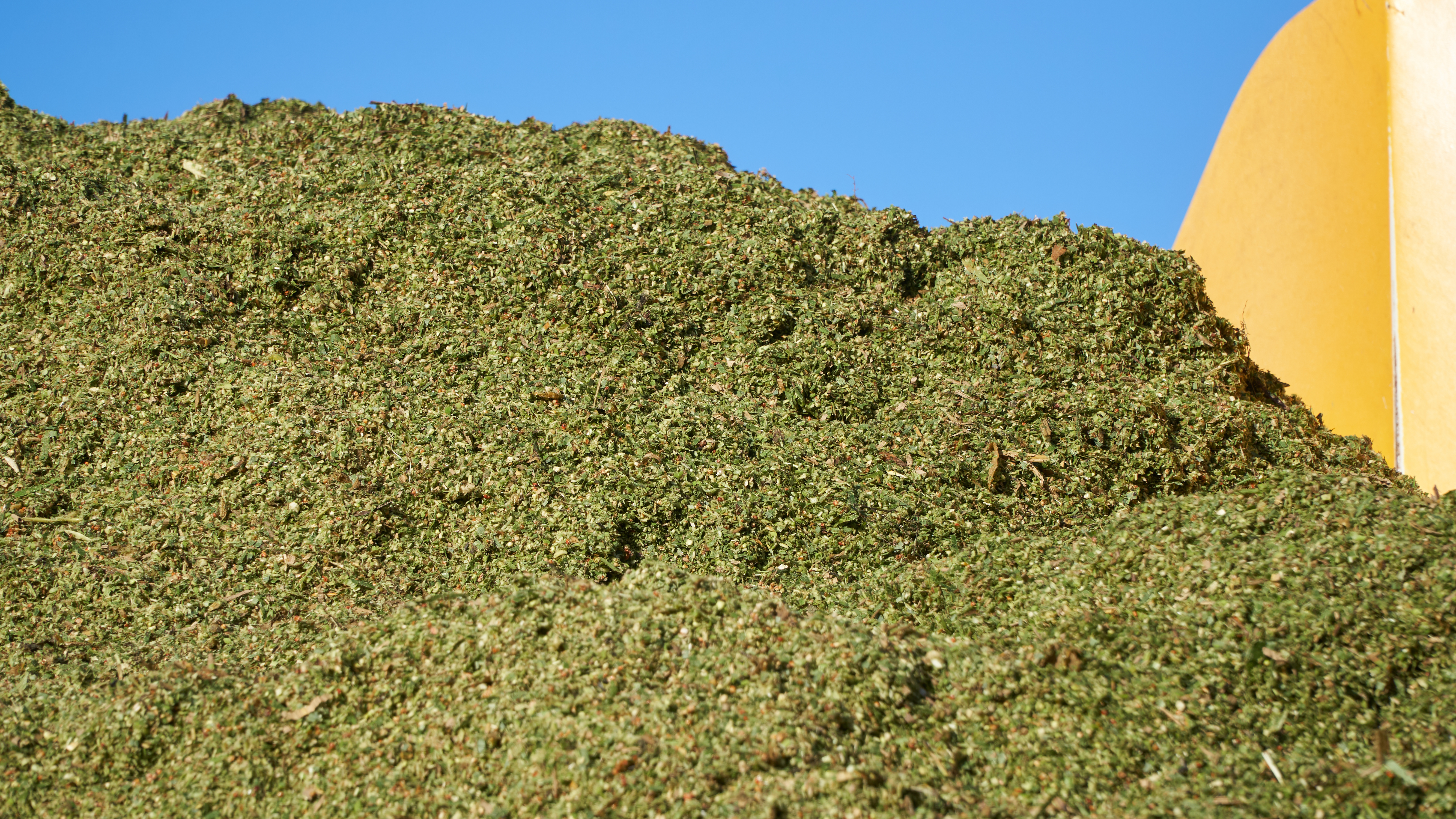 BMR Male-Sterile Sorghum Silage: A Smart Alternative for Dairy ...