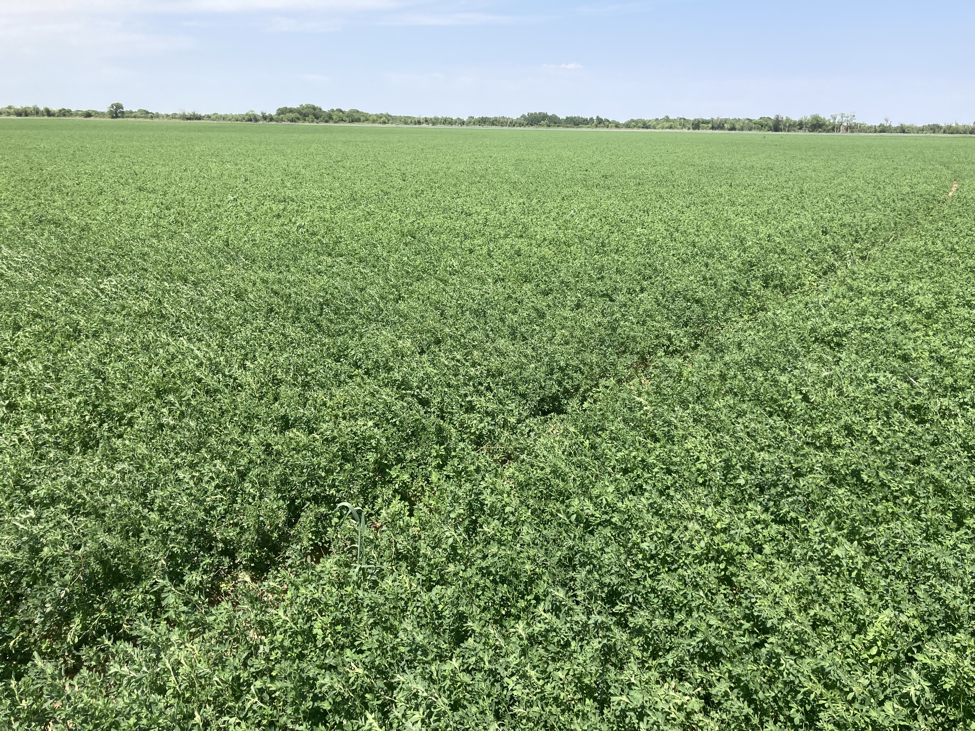 Launching a New Chapter in Alfalfa Water Research – Texas A&M AgriLife ...