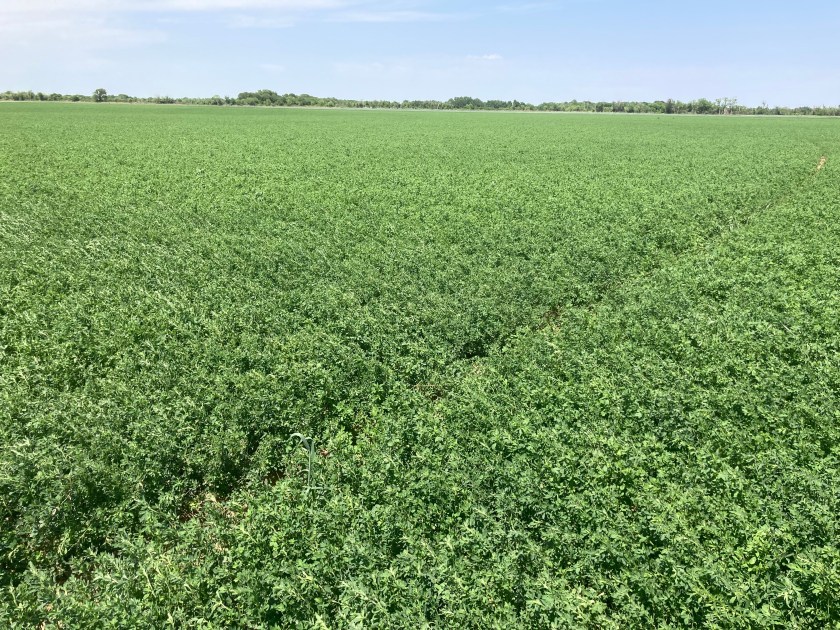 Launching a New Chapter in Alfalfa Water Research – Texas A&M AgriLife ...