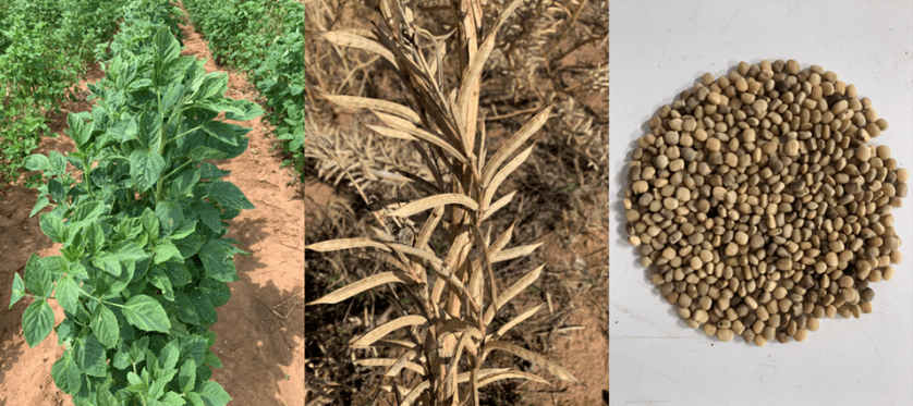 New Organic Guar from Texas A&M AgriLife – Texas A&M AgriLife Organic