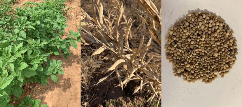 New Organic Guar from Texas A&M AgriLife – Texas A&M AgriLife Organic
