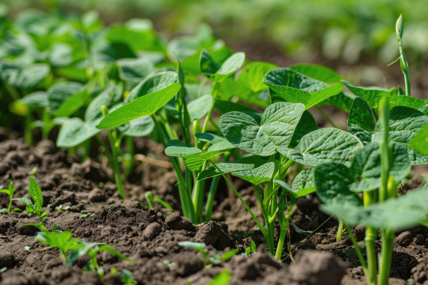 New Organic Cowpea ‘TAMC 101’: A Cover Crop and Forage Option for ...