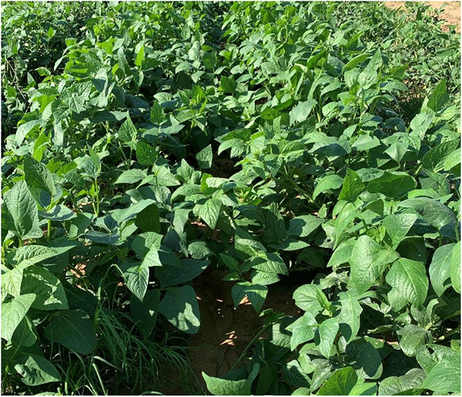 New Organic Cowpea ‘TAMC 101’: A Cover Crop and Forage Option for ...