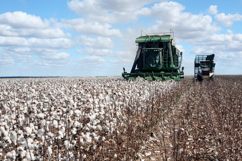 A Generation Raised on Organic: Why That Matters—and What Cotton Needs ...